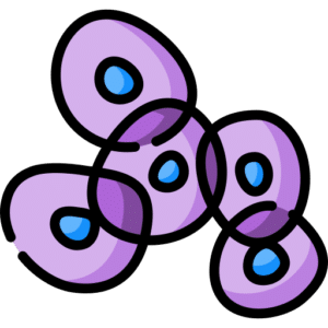 Curso COLBACH 2026 | Certificado de Prepa con un Examen